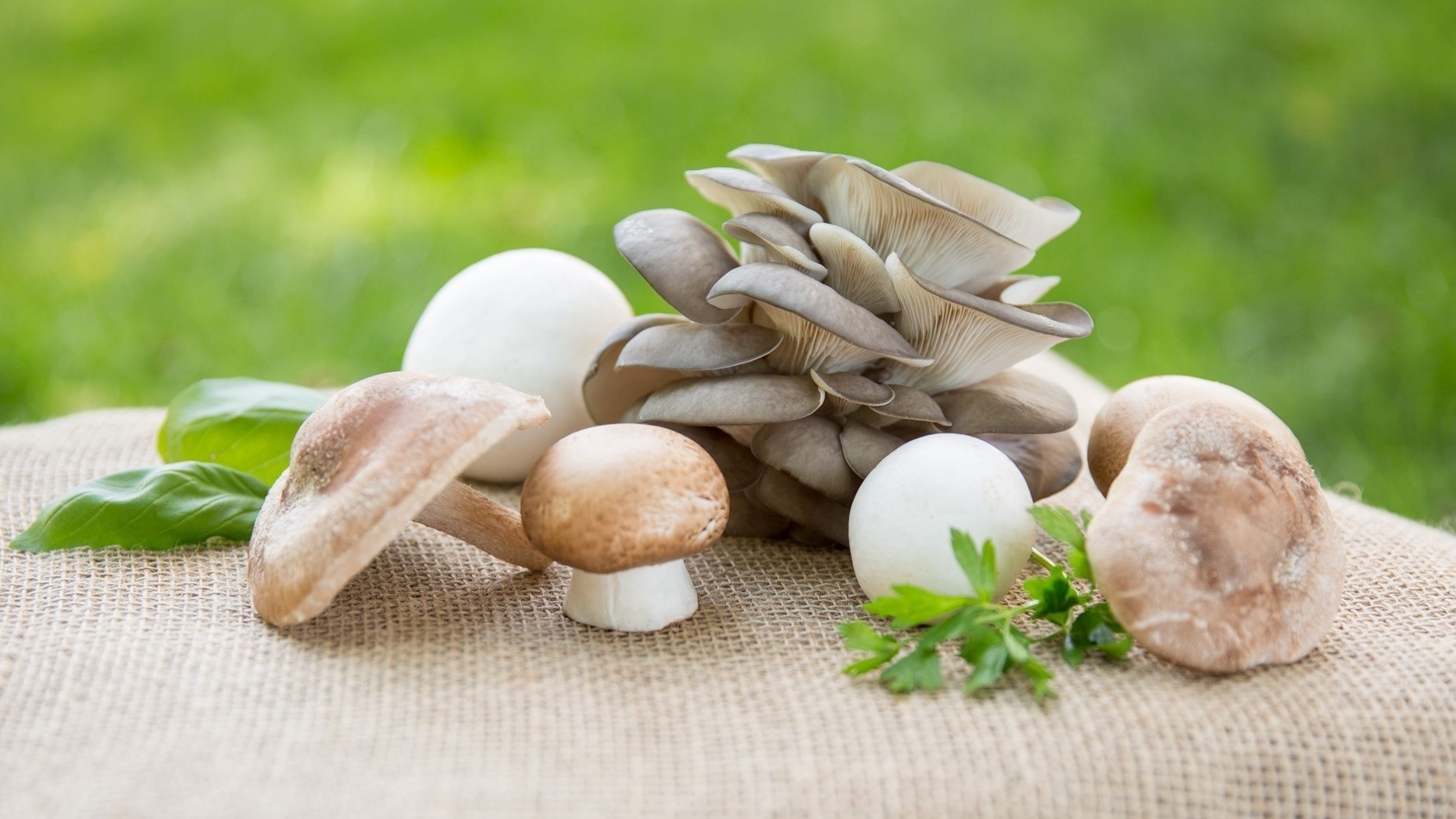 Product Development - Sylvan Bio