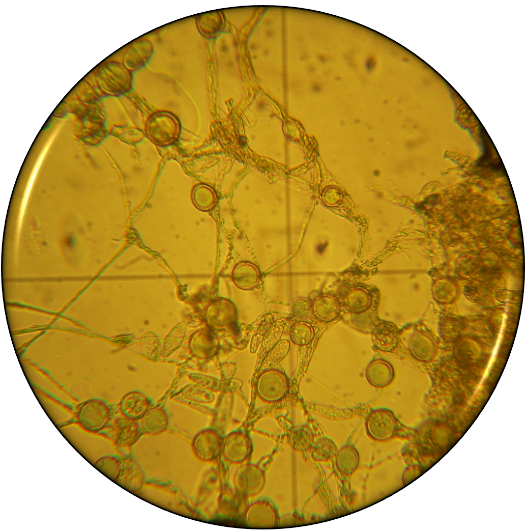 Product Development - Sylvan Bio